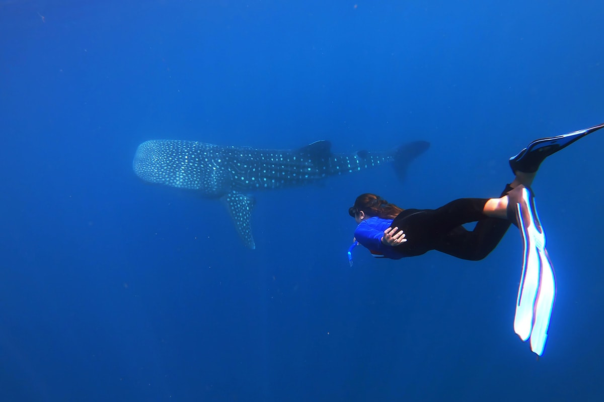 4 Best Whale Shark Diving Destinations in Indonesia - ISEEINDONESIA.COM