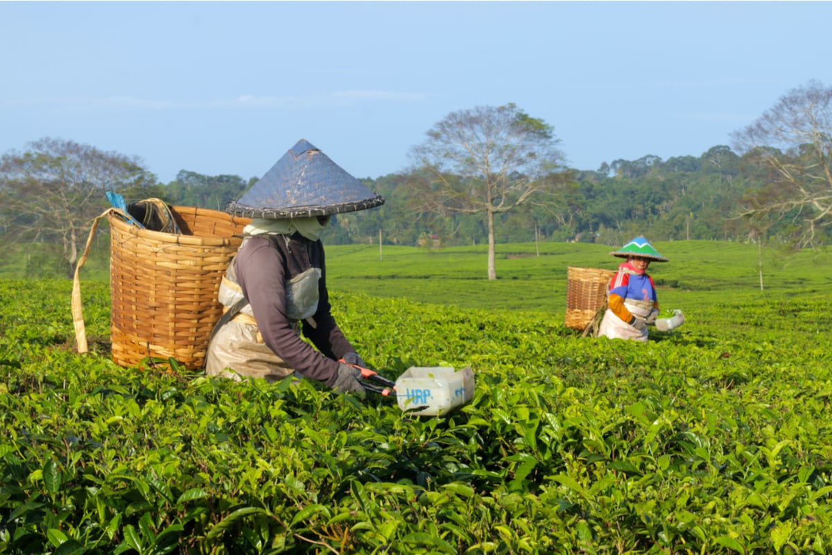 Find Wellness in These 7 Indonesian Tea Garden Locations ...